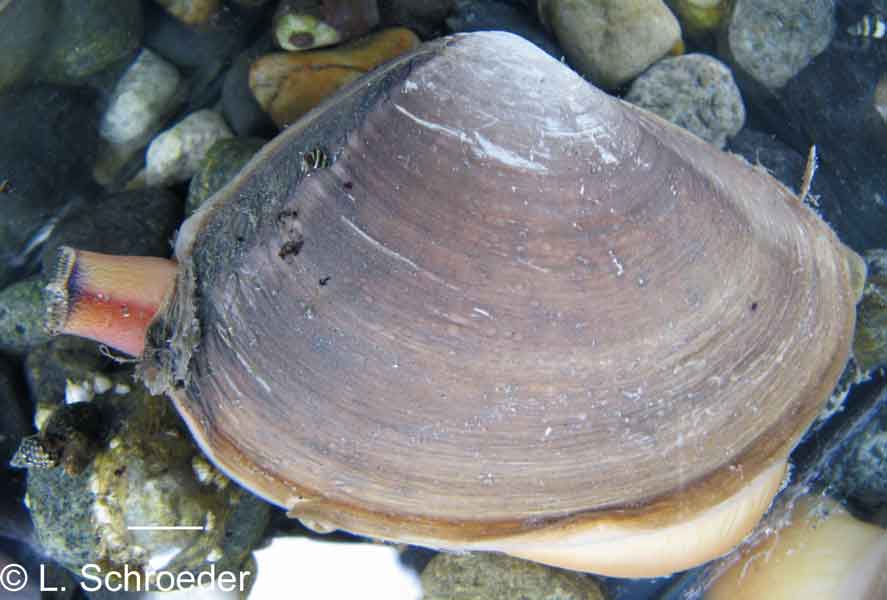 Bivalves - Mactridae